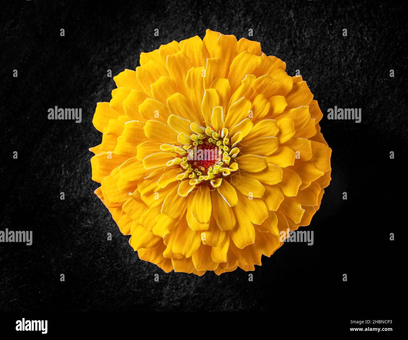Close-up of flower on black background. View from above Stock Photo - Alamy