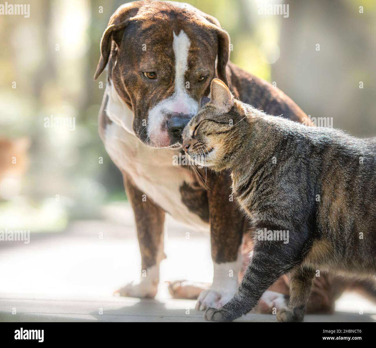 American bull dog hi-res stock photography and images - Alamy