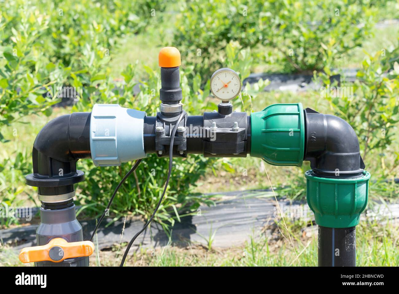Close-up of the blueberries farm drip irrigation system control ...