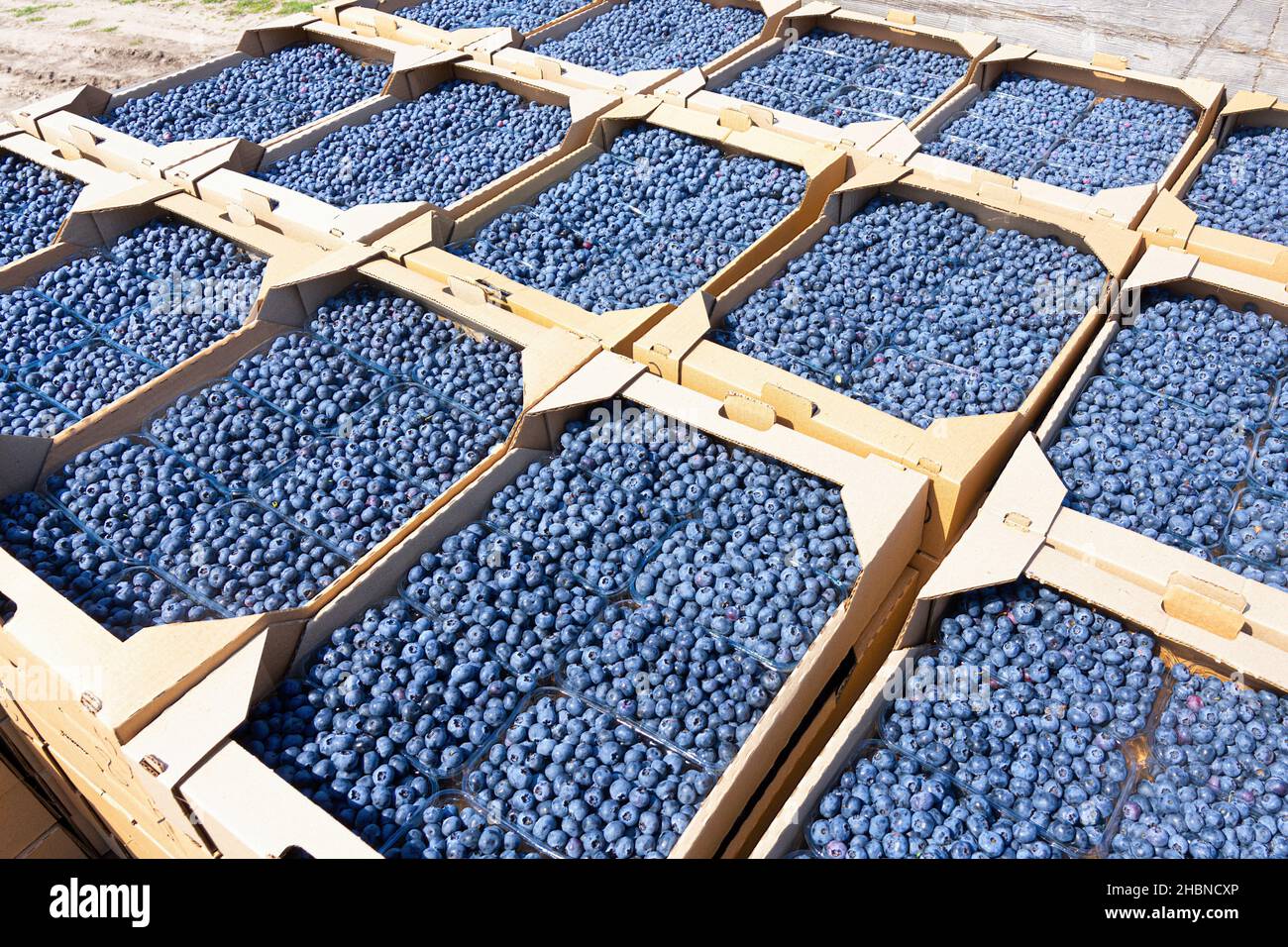 Stacked cardboard boxes of fresh blueberries ready for the ...