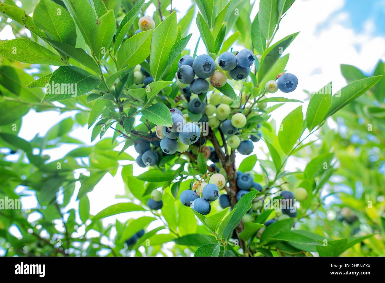 Close-up of a blueberry bush with a cluster of berries in different ...