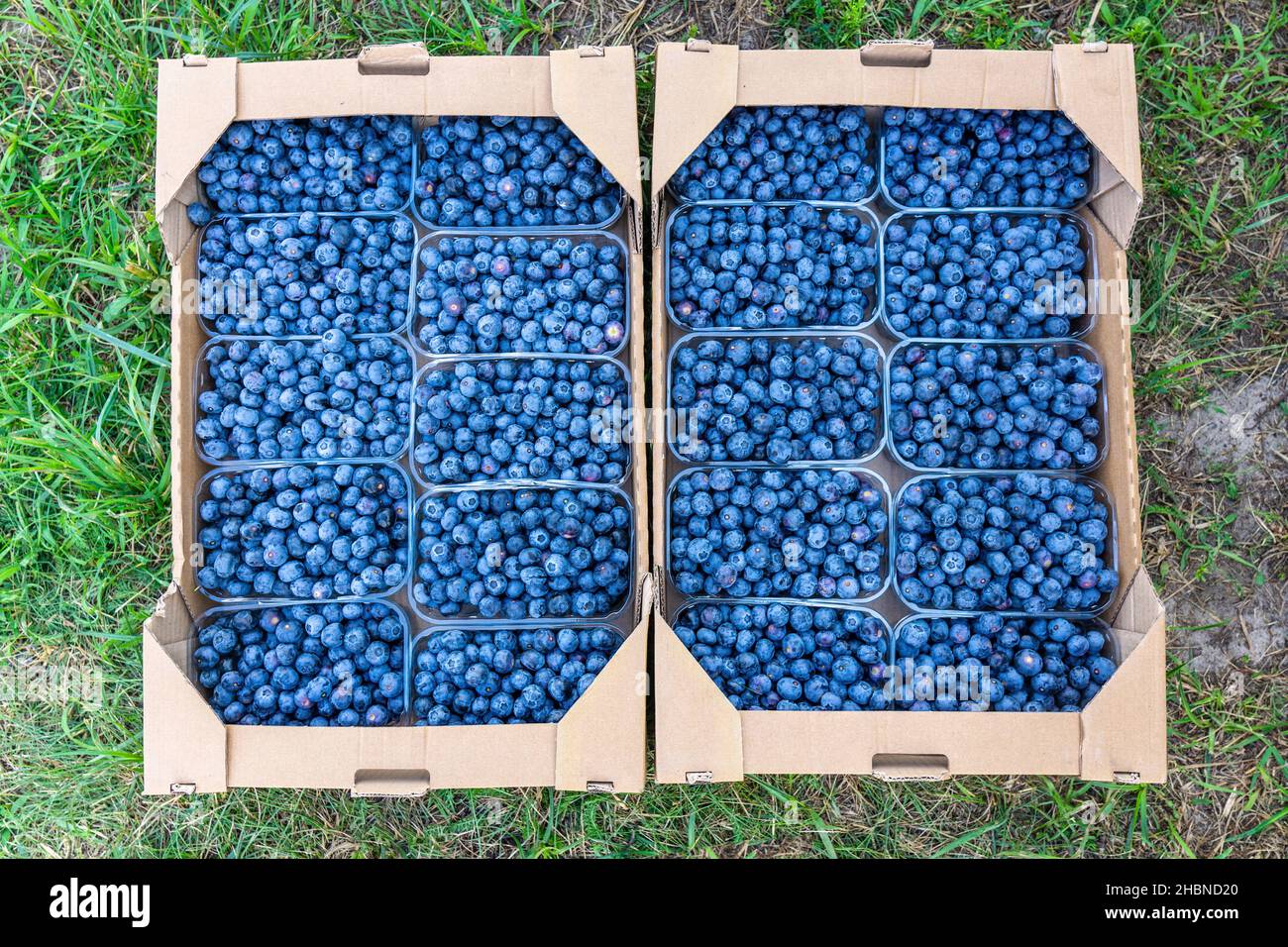 Two shipping cardboard boxes with clear plastic containers full of ...
