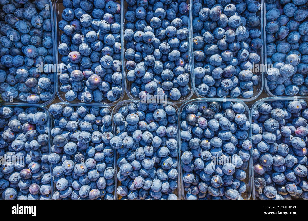 Close-up of clear plastic containers full of freshly picked blueberries ...