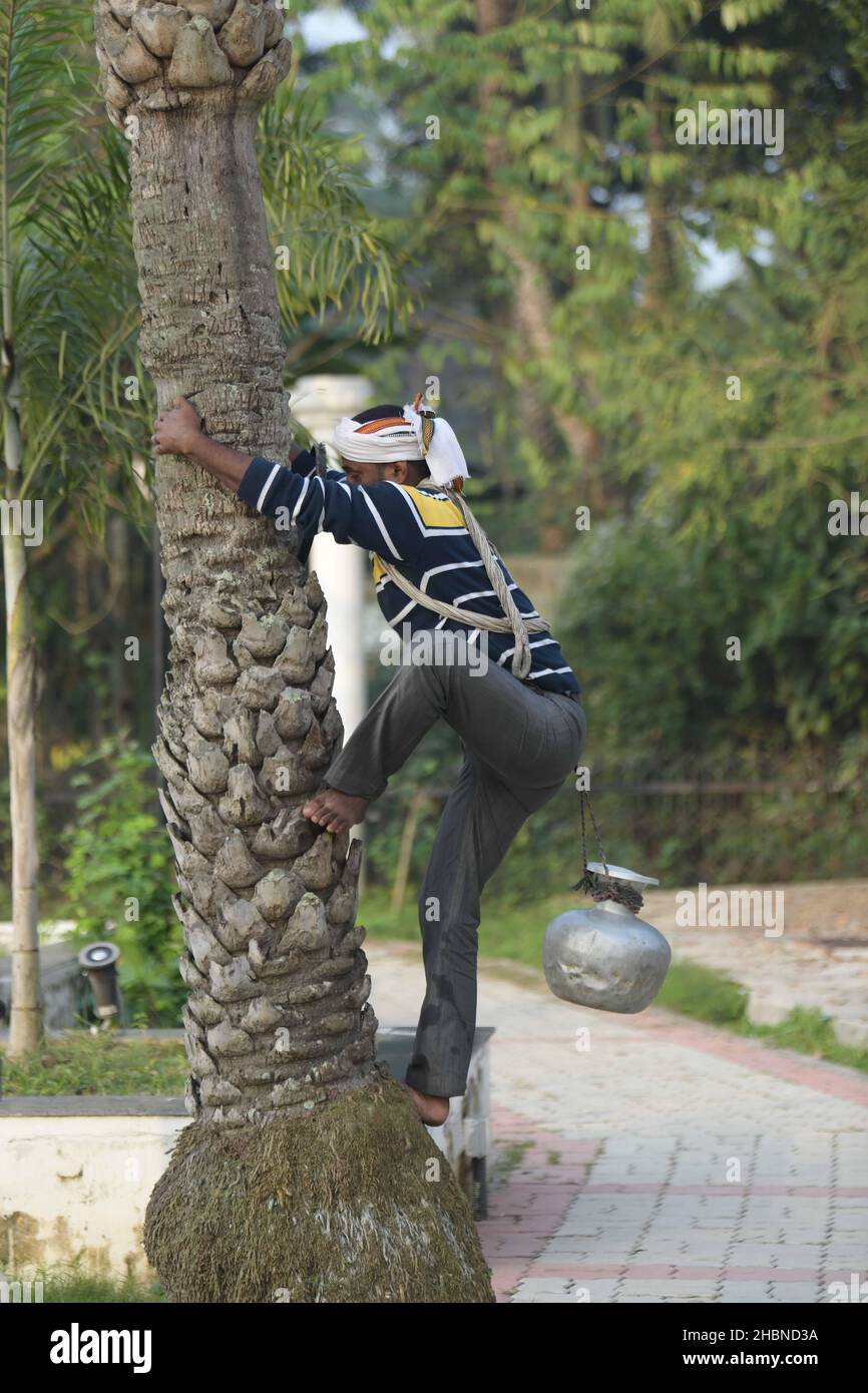 A man collecting sap from a date palm tree. The man peels bark at the ...