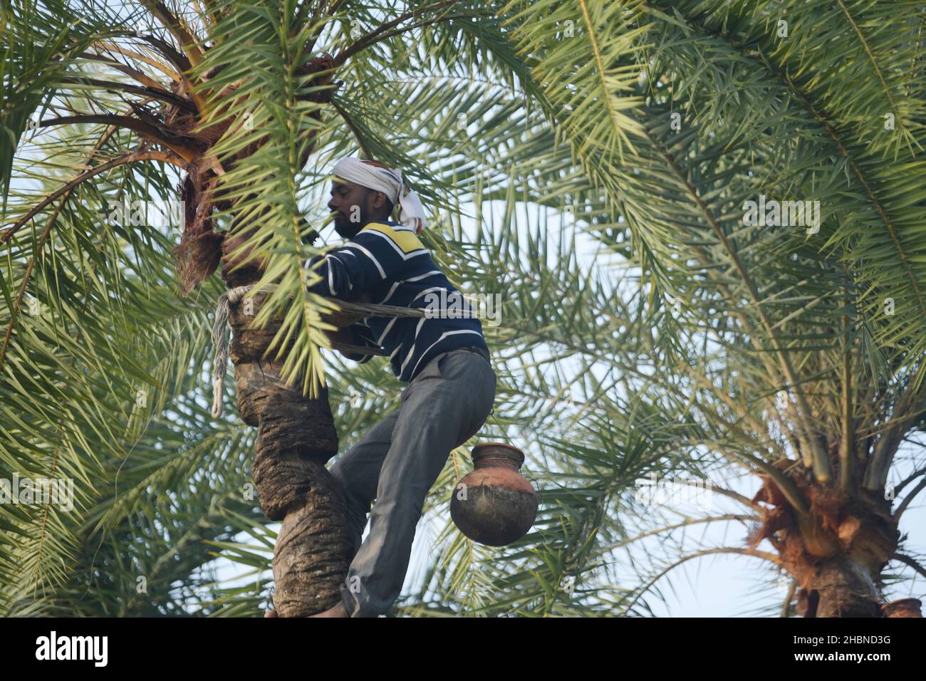 A man collecting sap from a date palm tree. The man peels bark at the ...