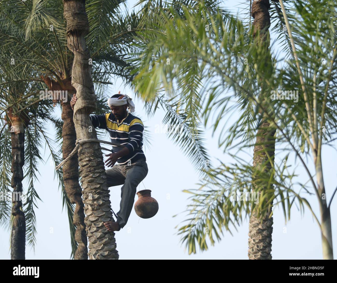 A man collecting sap from a date palm tree. The man peels bark at the ...