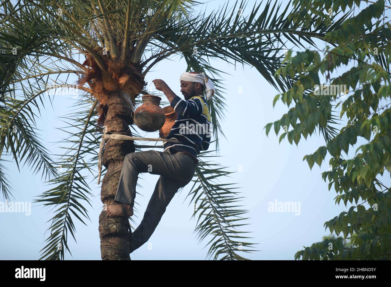 A man collecting sap from a date palm tree. The man peels bark at the ...