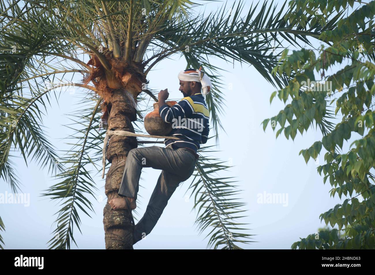 A man collecting sap from a date palm tree. The man peels bark at the ...