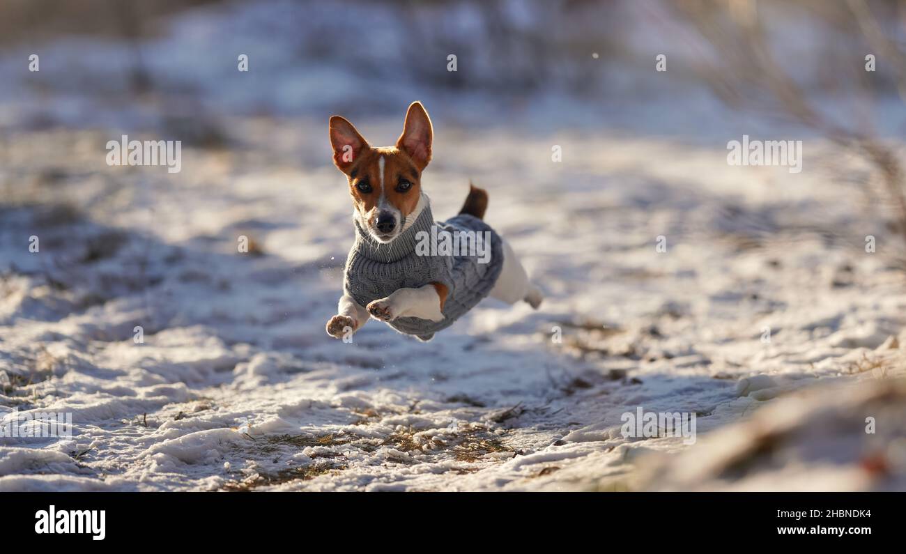Young Jack Russell terrier in knitted warm clothing running over snow ...