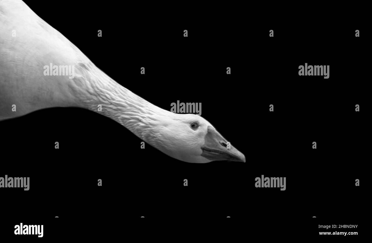 Goose looking down hi-res stock photography and images - Alamy