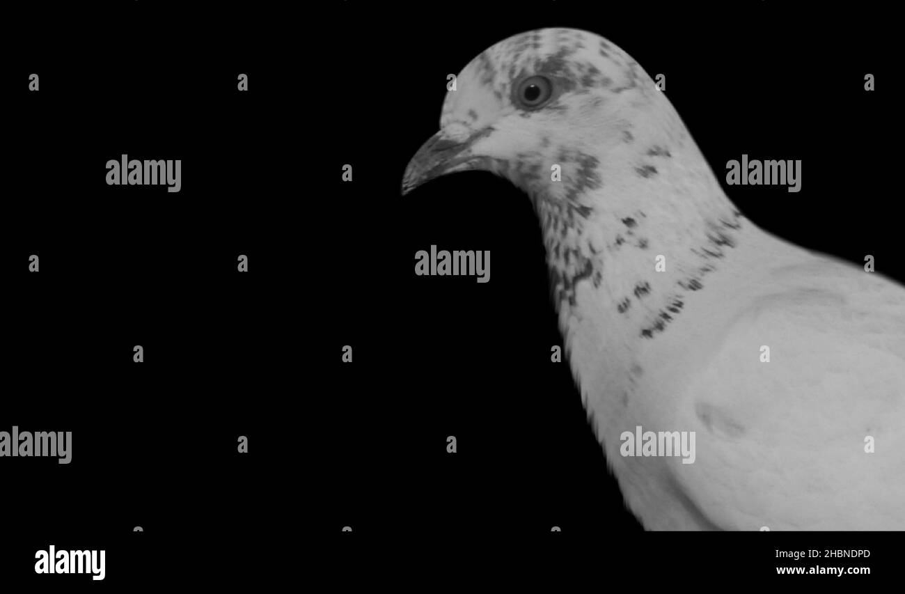 Beautiful White Pigeon Closeup Face On The Dark Background Stock Photo ...