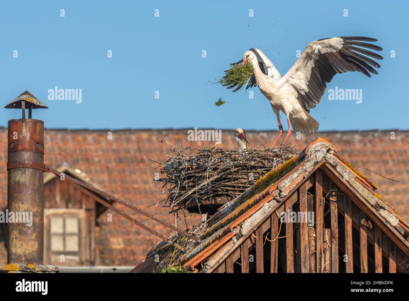 Couple of white stork in a village in spring. Alsace, France, Europe ...