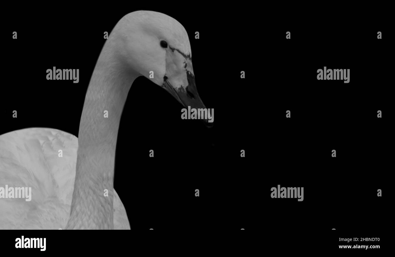 Happy Swan High Resolution Stock Photography and Images - Alamy