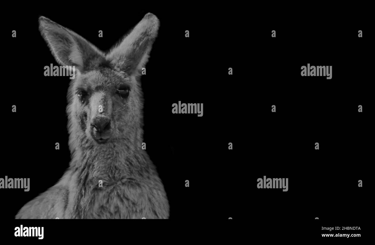 Kangaroo face Black and White Stock Photos & Images - Alamy