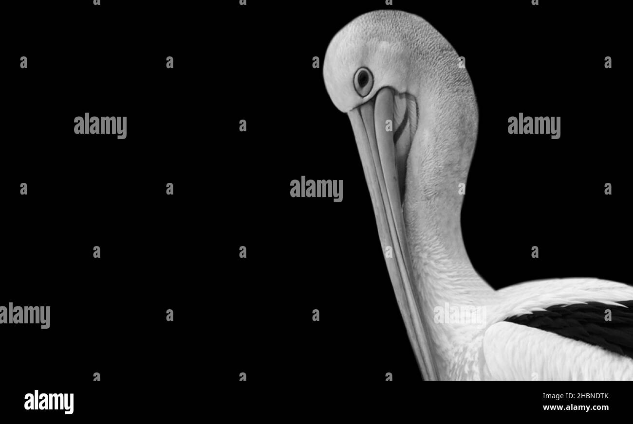 Australian pelican eye Black and White Stock Photos & Images - Alamy