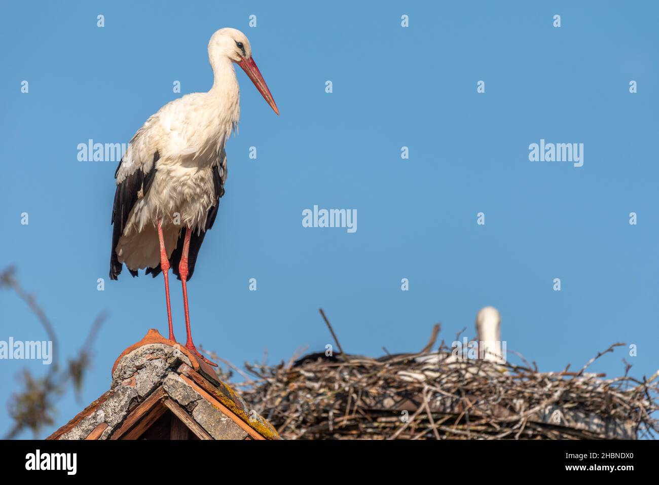 Couple of white stork in a village in spring. Alsace, France, Europe ...