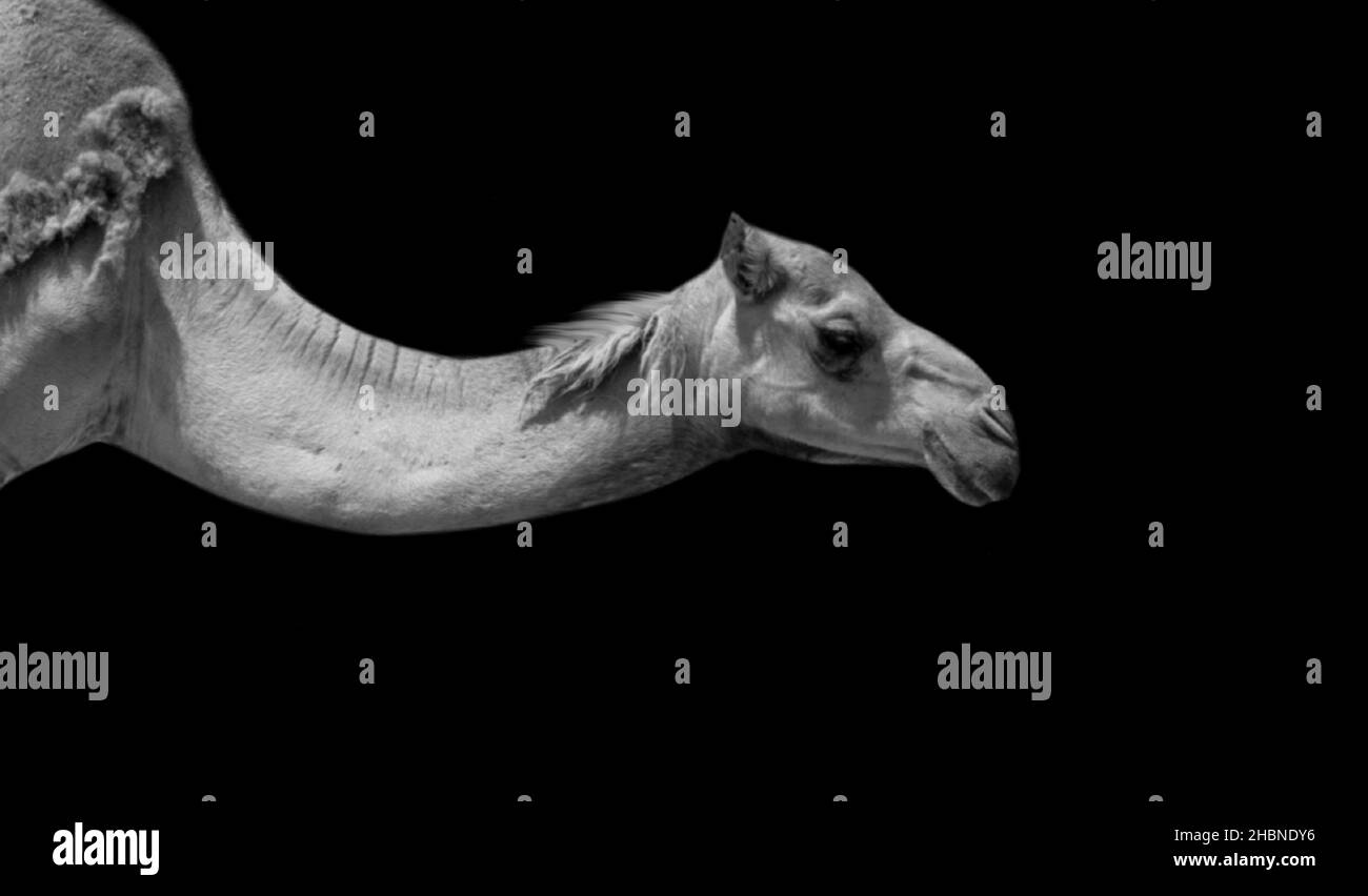 Camels australia Black and White Stock Photos & Images - Alamy