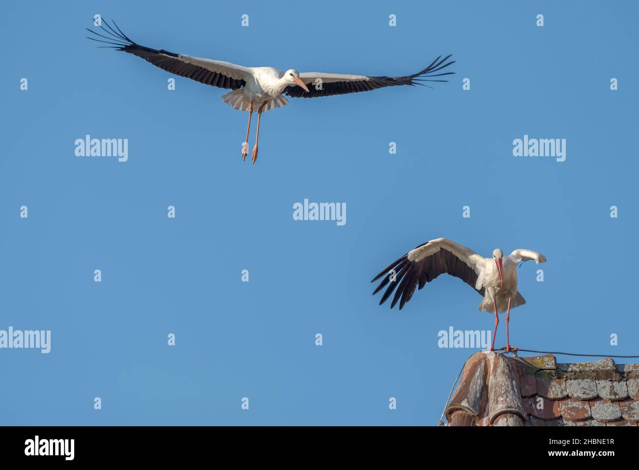 Couple of white stork in a village in spring. Alsace, France, Europe ...