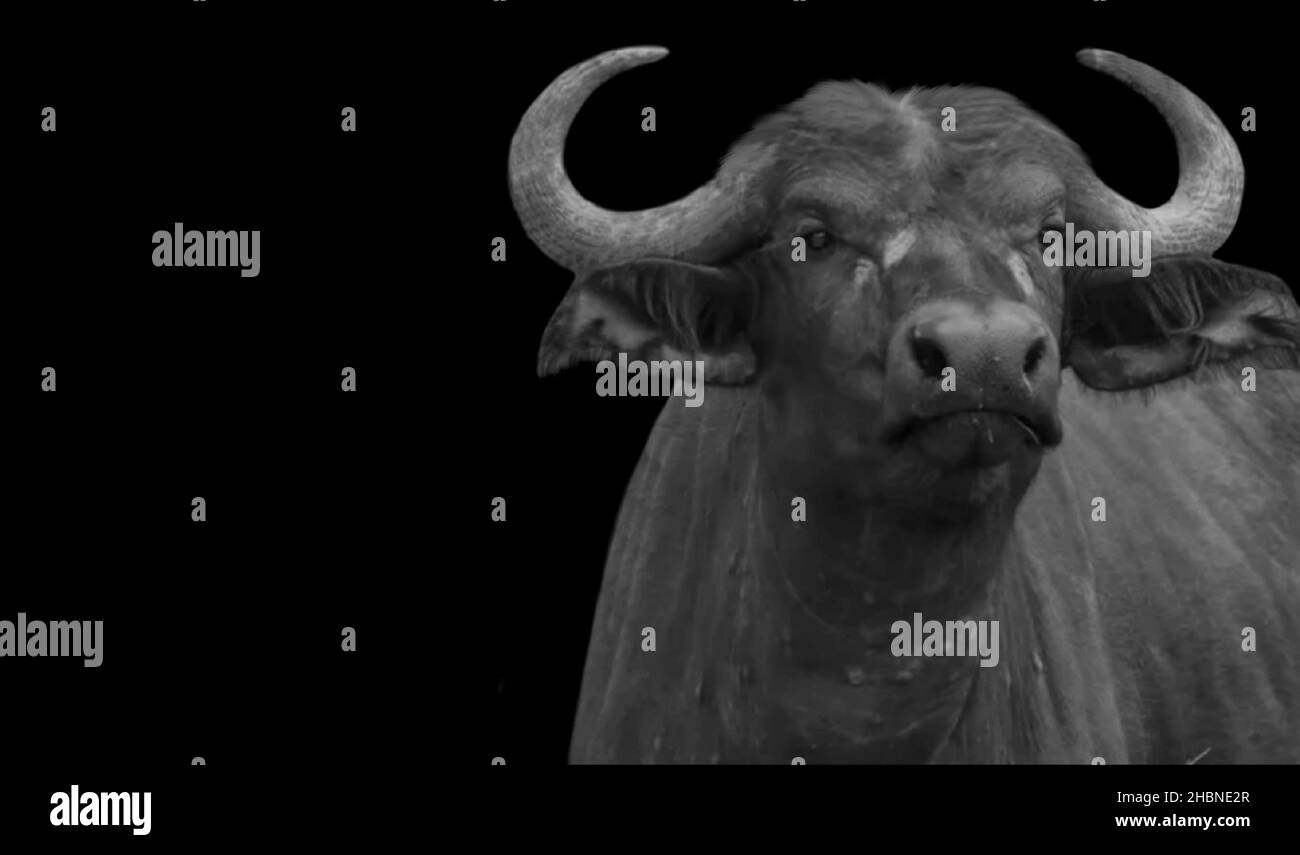 Wild Buffalo Portrait On The Black Background Stock Photo - Alamy