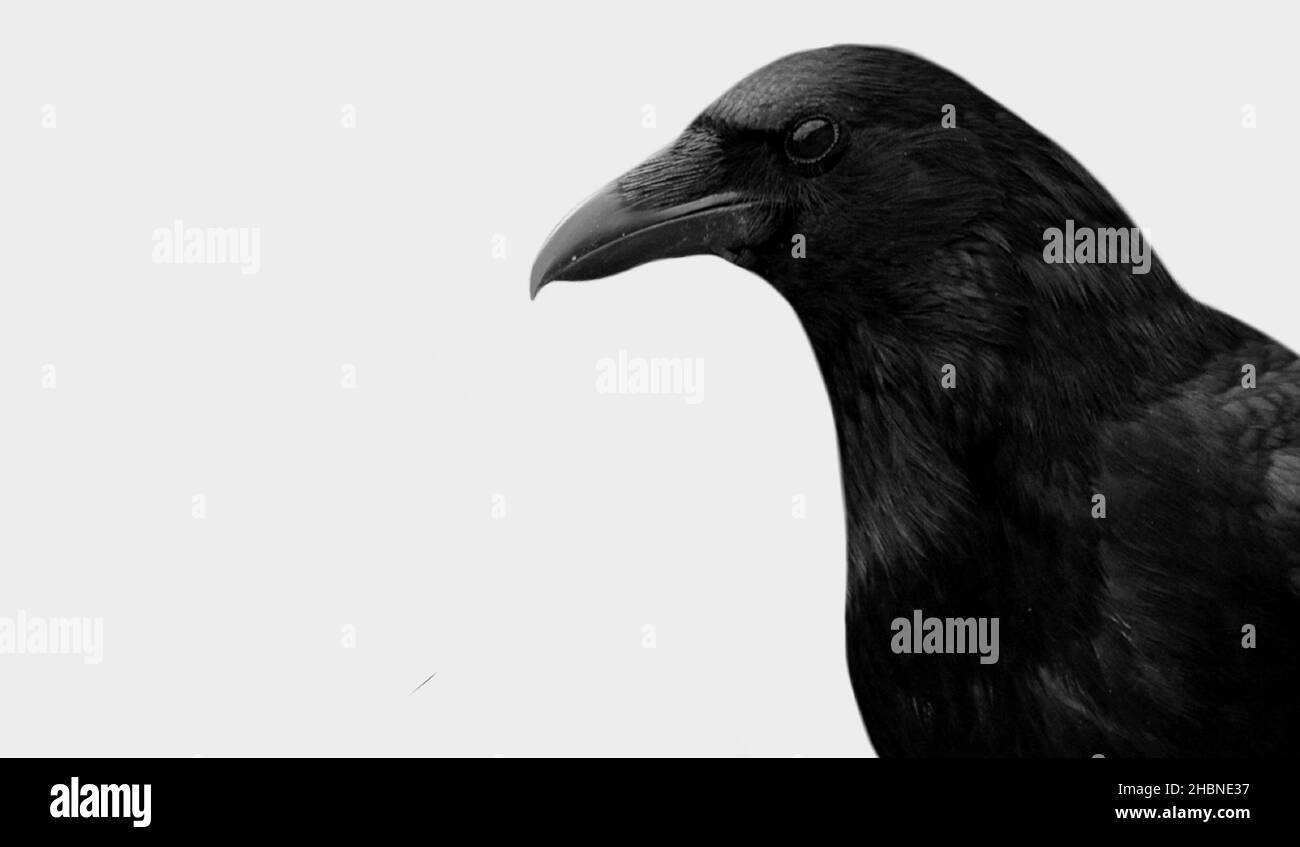 Avian kingdom hi-res stock photography and images - Alamy