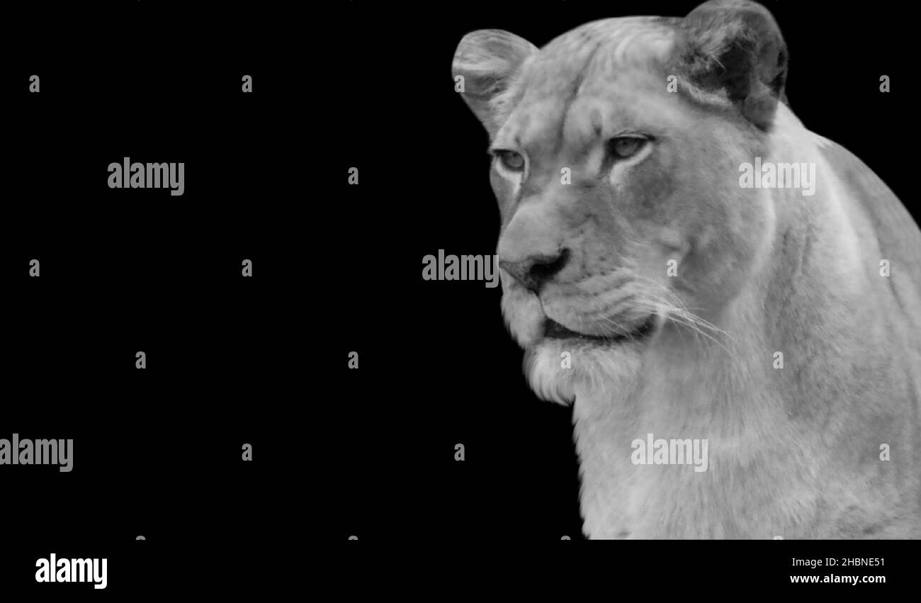 Female lion face portrait hi-res stock photography and images - Alamy