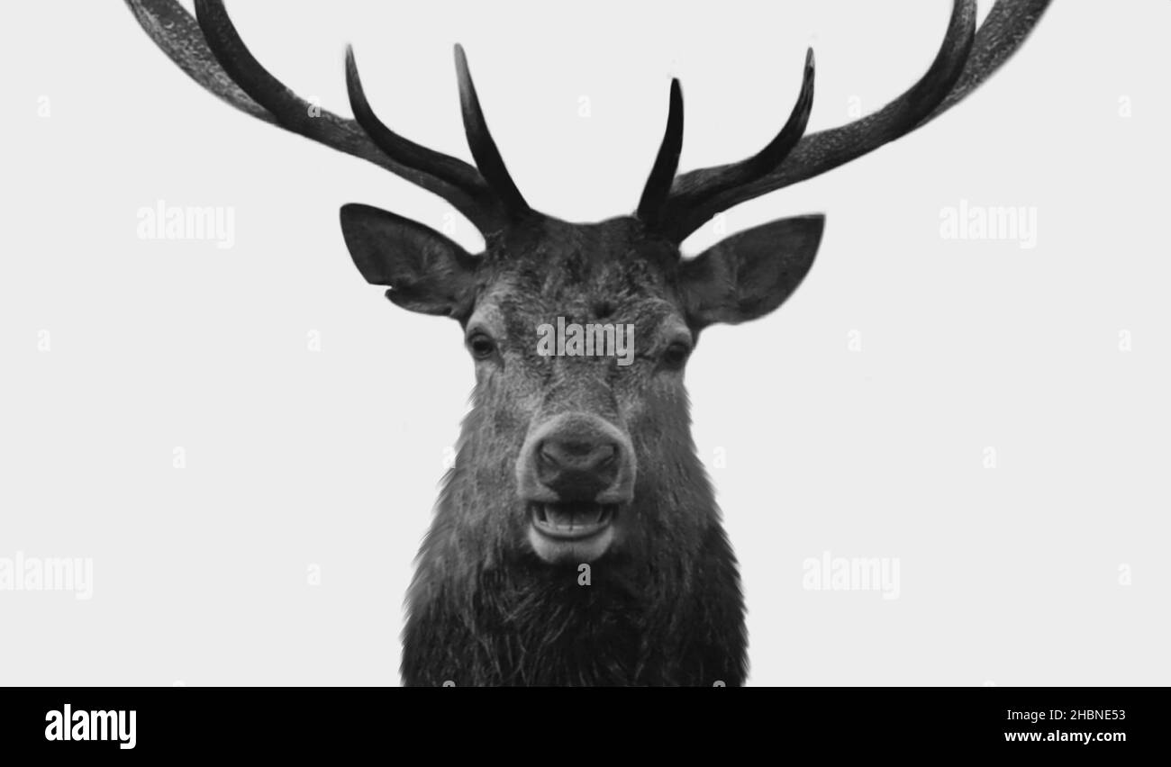 Black And White Elk Closeup Face In The White Background Stock Photo ...