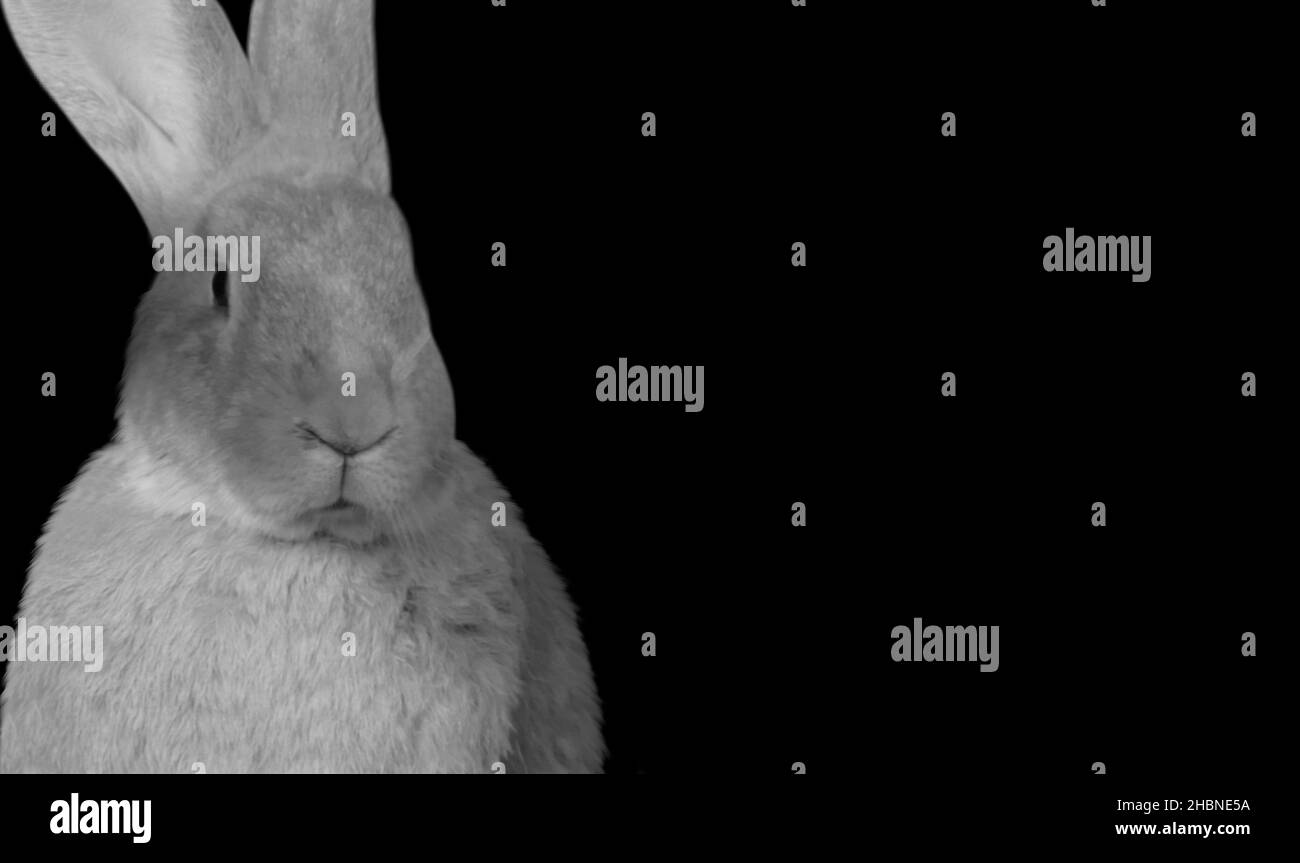 Flemish giant rabbit hi-res stock photography and images - Alamy