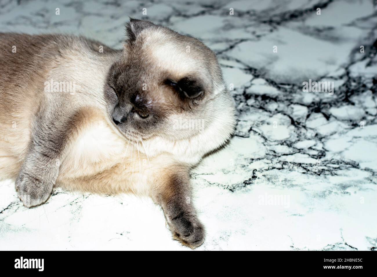 portrait of a white Scottish cat on a marble table, cats, kittens and ...