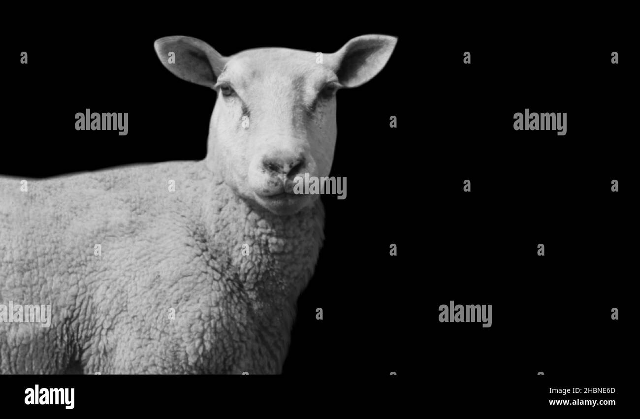 Happy looking sheep hi-res stock photography and images - Alamy