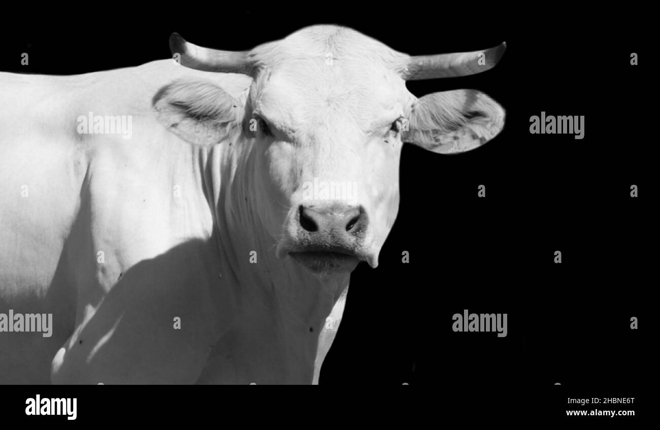 Big Cow High Resolution Stock Photography and Images - Alamy