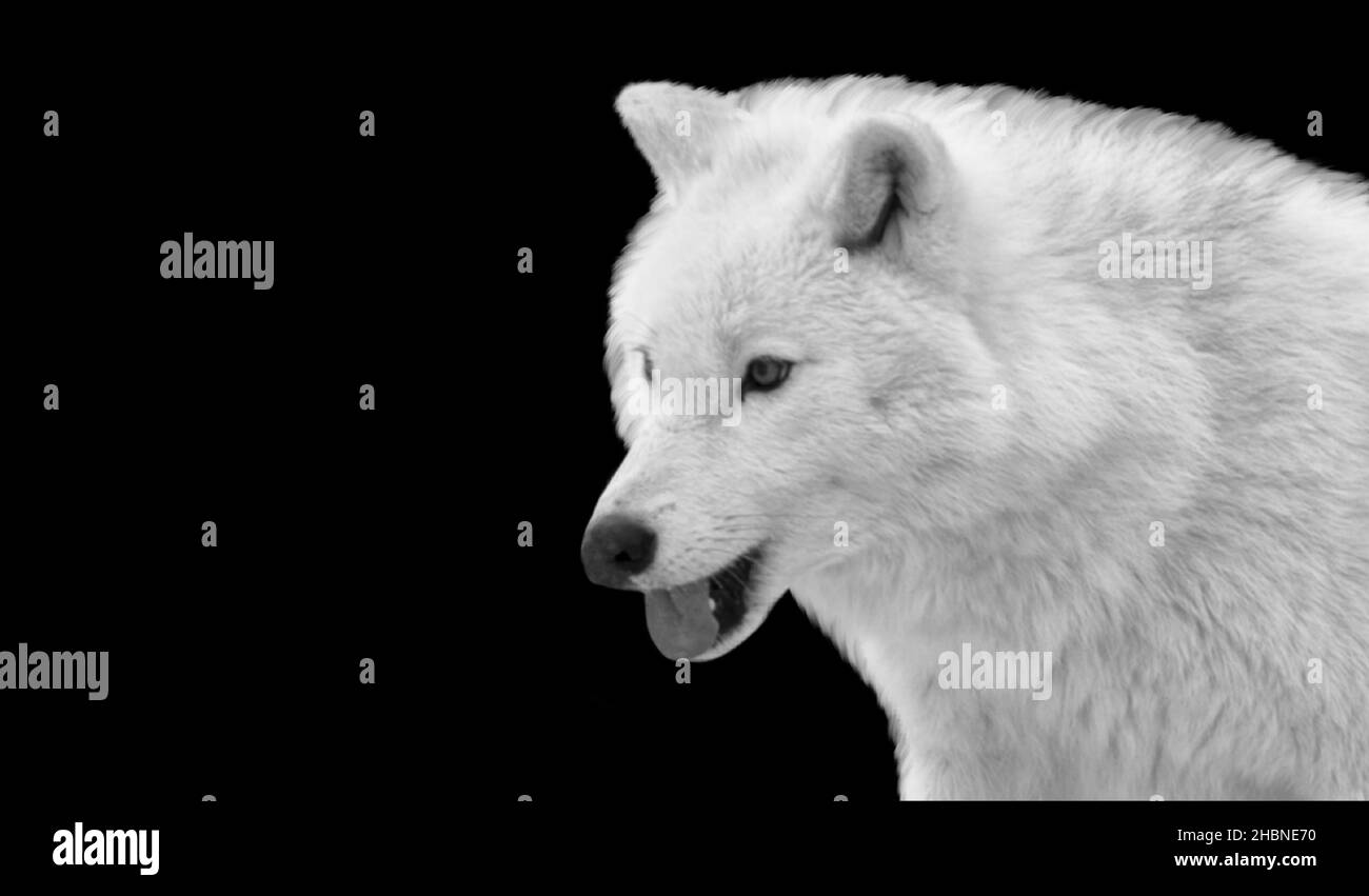 Arctic Wolf Hunting High Resolution Stock Photography and Images - Alamy