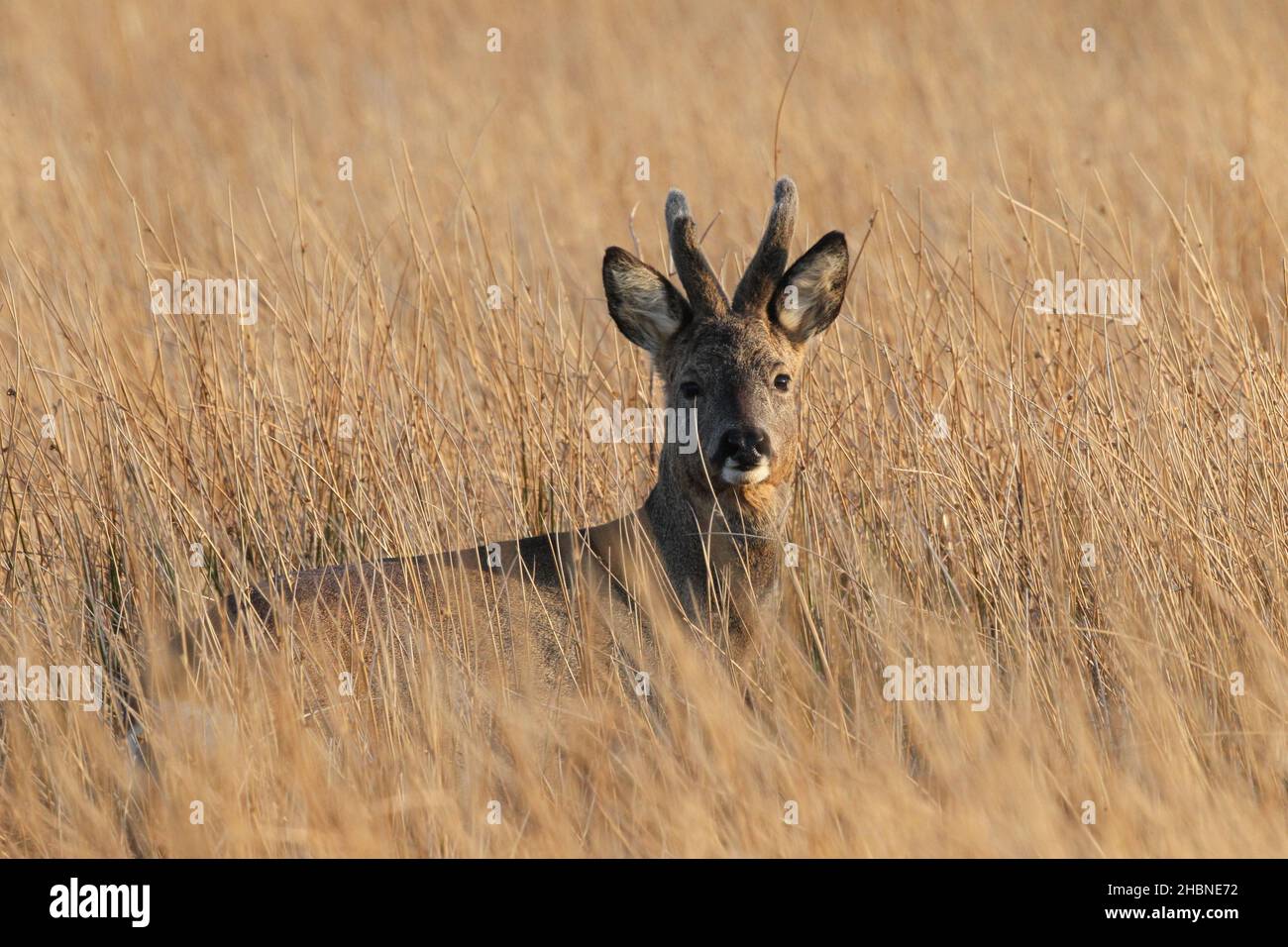 Sub family capreolinae hi-res stock photography and images - Alamy