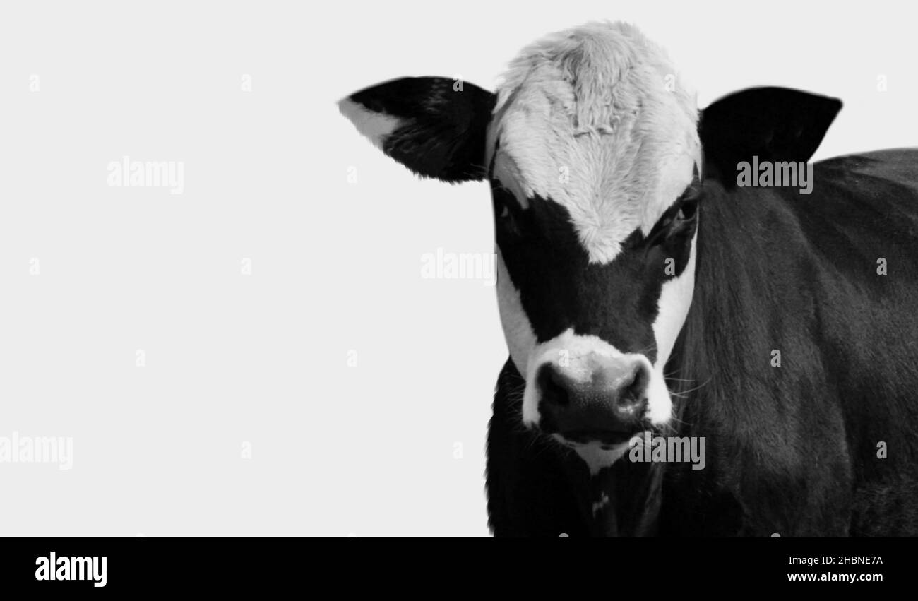 Grass fed beef cattle Black and White Stock Photos & Images - Alamy