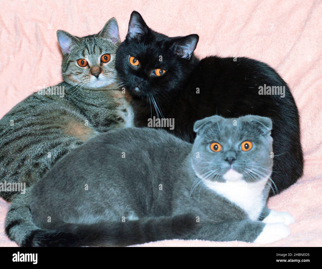 Three Scottish - British cats are lying on the bed, cats, kittens and ...