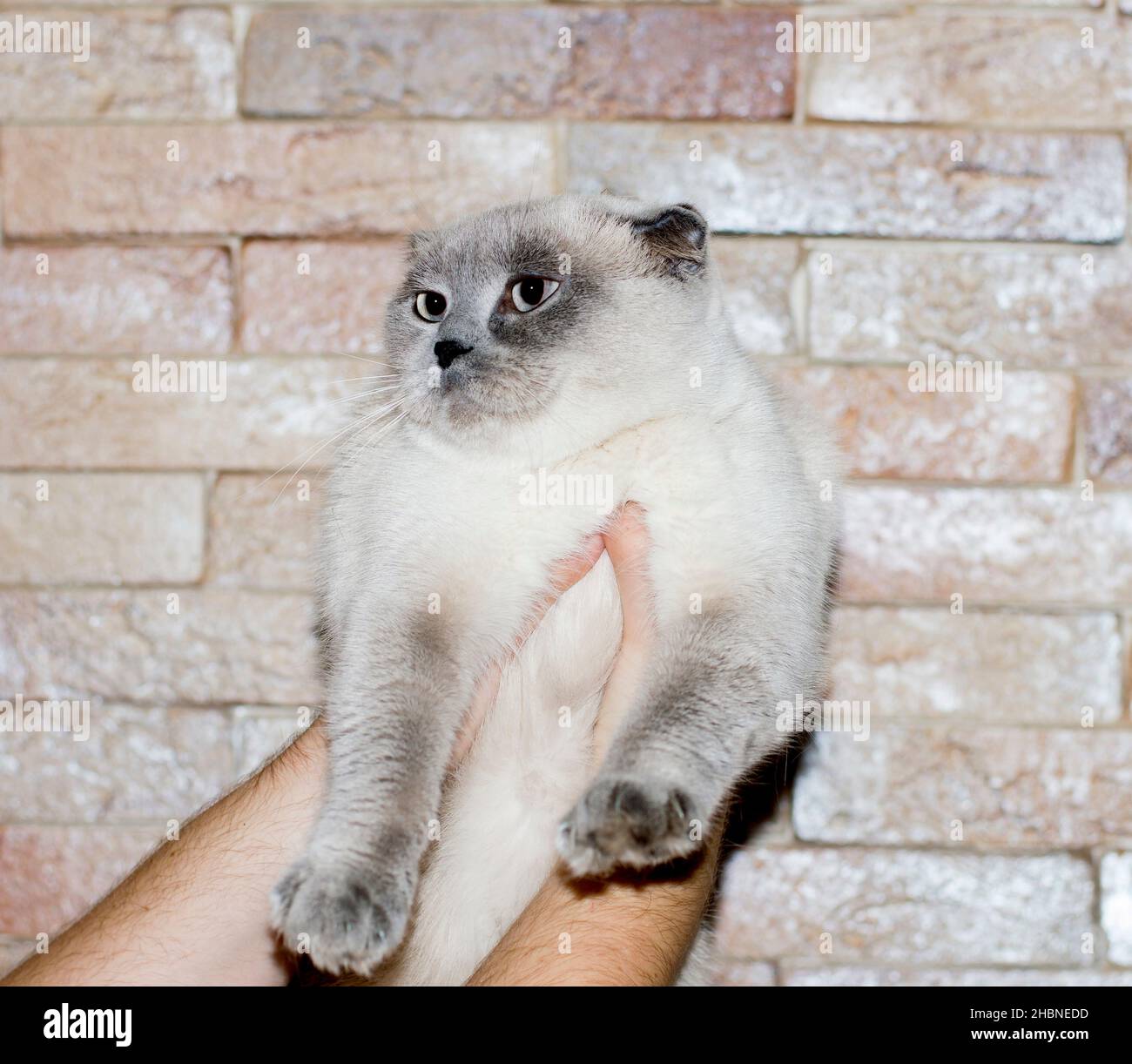 the hands of a portrait of a white Scottish cat on the background of a ...