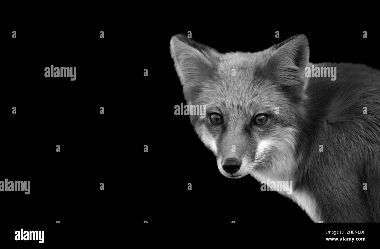 Fox face black background hi-res stock photography and images - Alamy