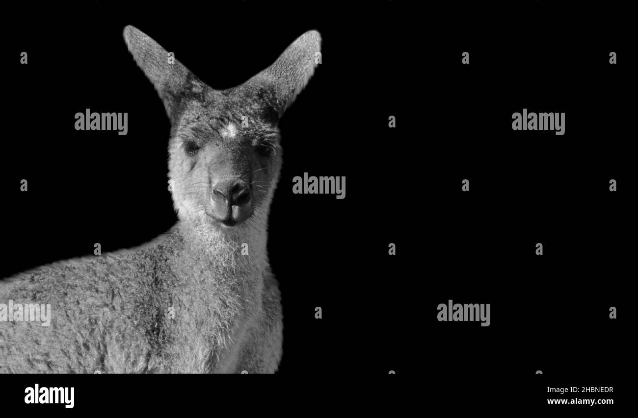 Kangaroo face Black and White Stock Photos & Images - Alamy
