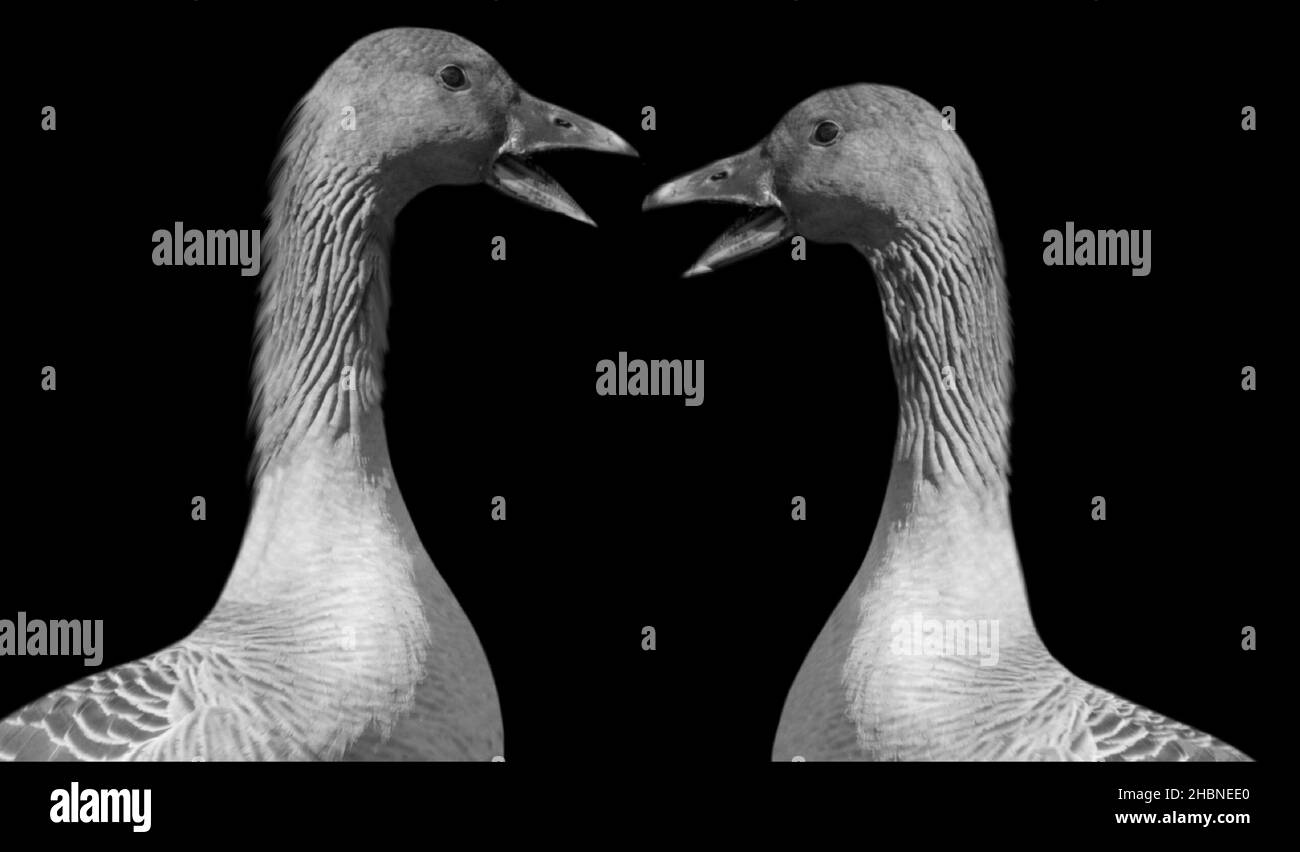 Two Cute Goose Brid Talking With Each Other On The Black Background ...