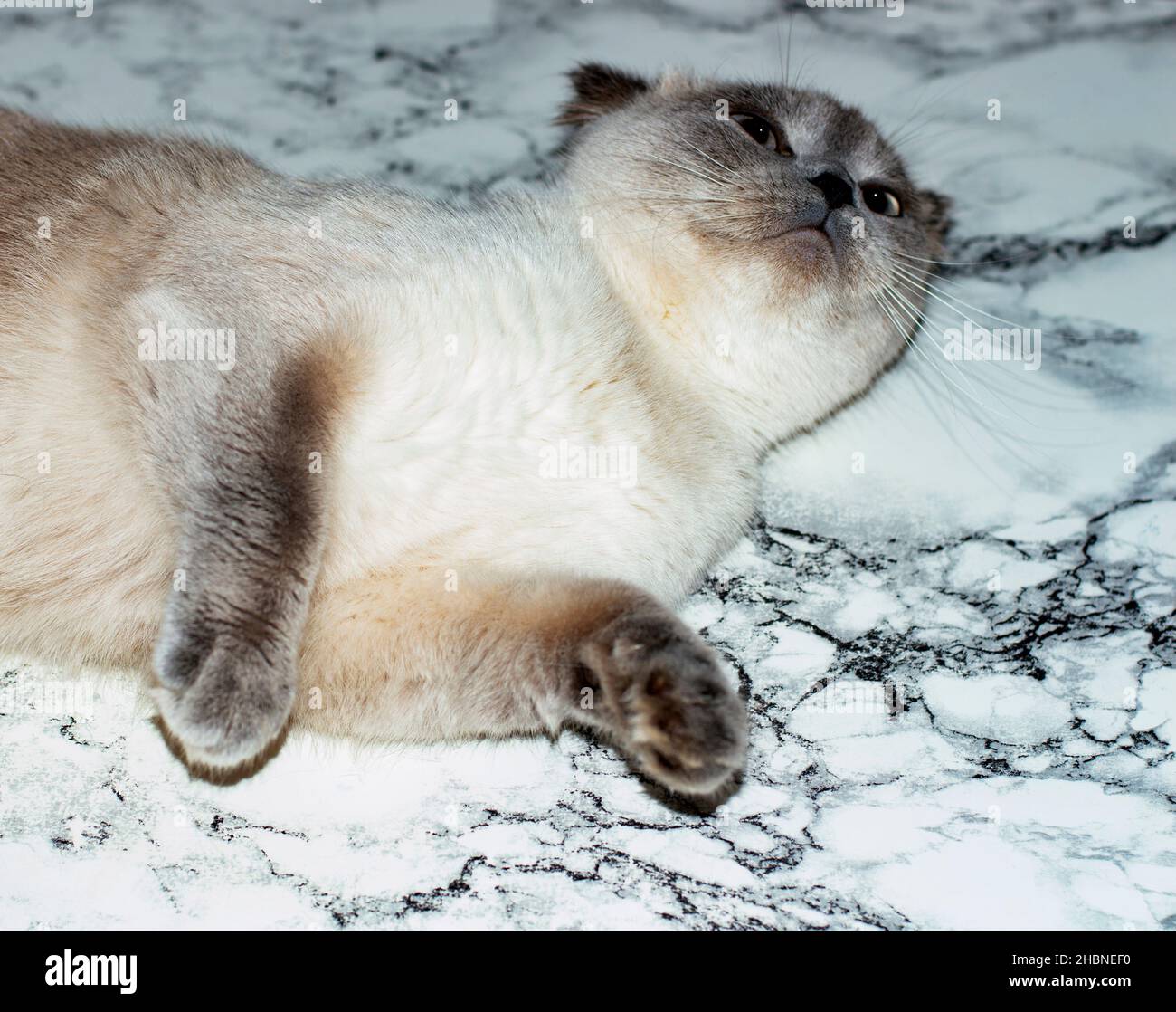 white Scottish cat lies on a marble table, cats, kittens and cats in ...