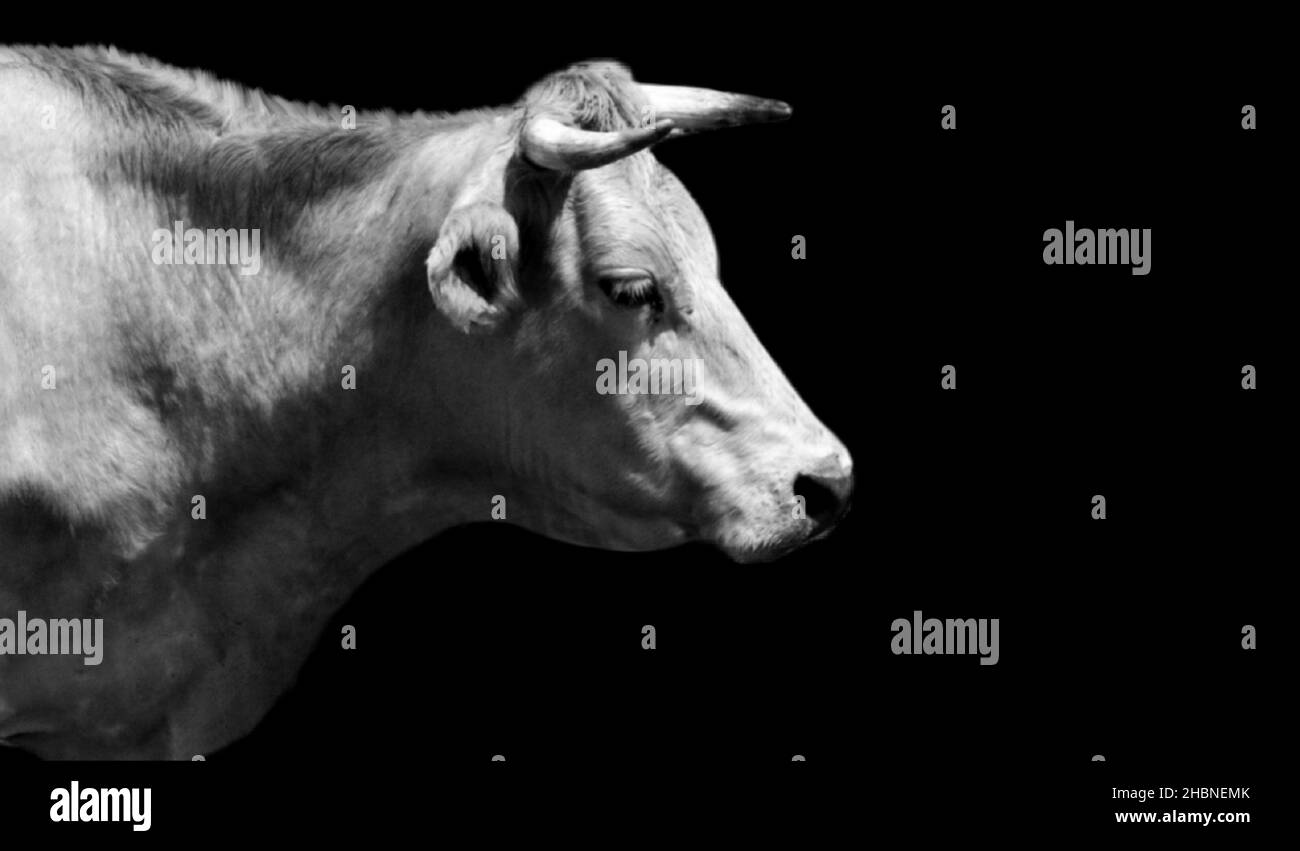 Black angus cow isolated hi-res stock photography and images - Alamy