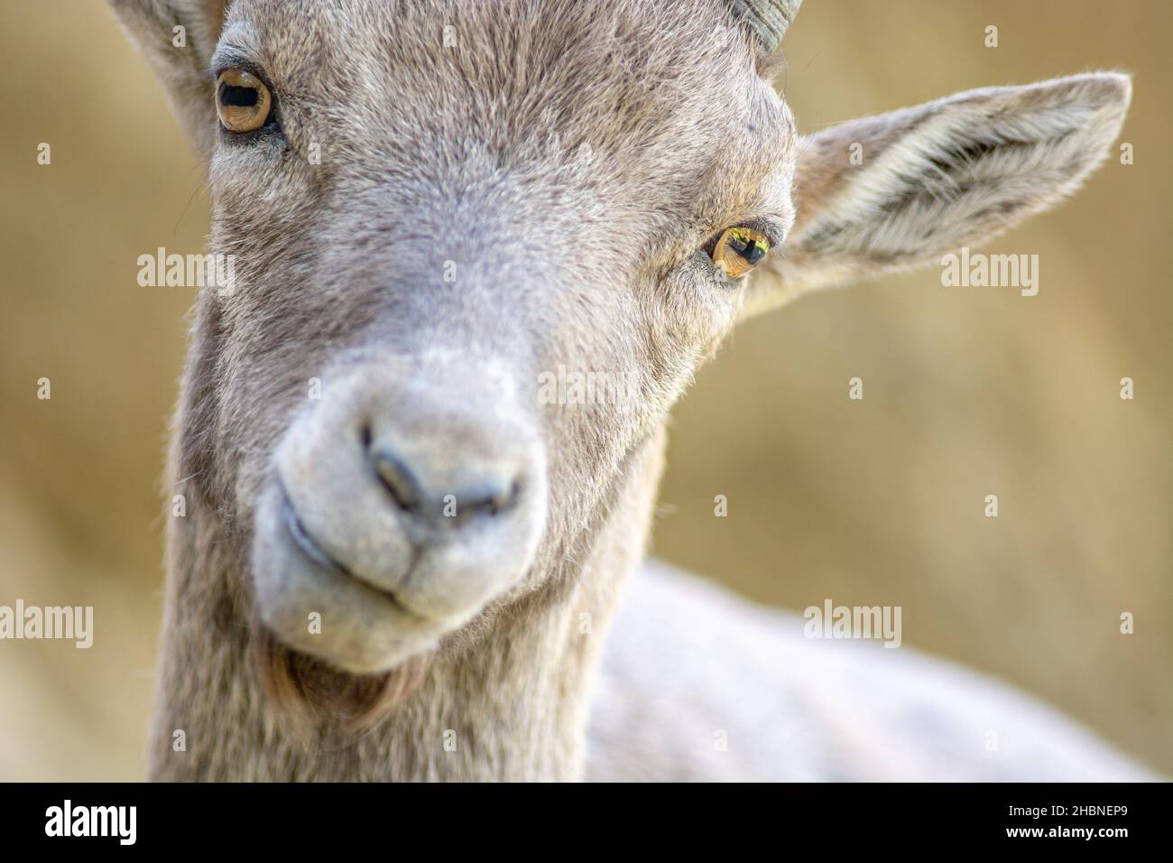 Ibex in the rocky mountains of the Italian Alps in the Grand Paradis ...