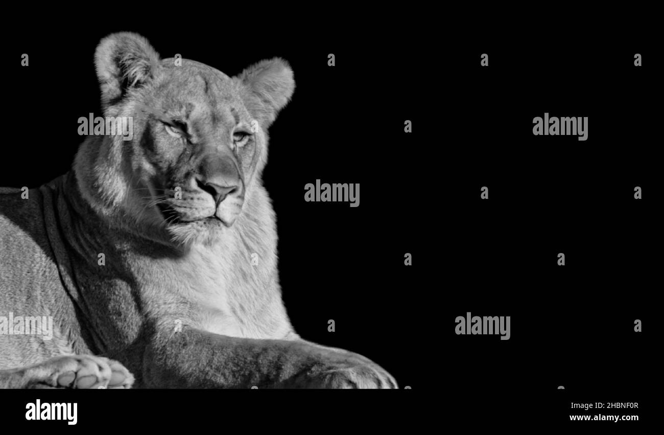 Beautiful Female Lion Sitting On The Black Background Stock Photo - Alamy