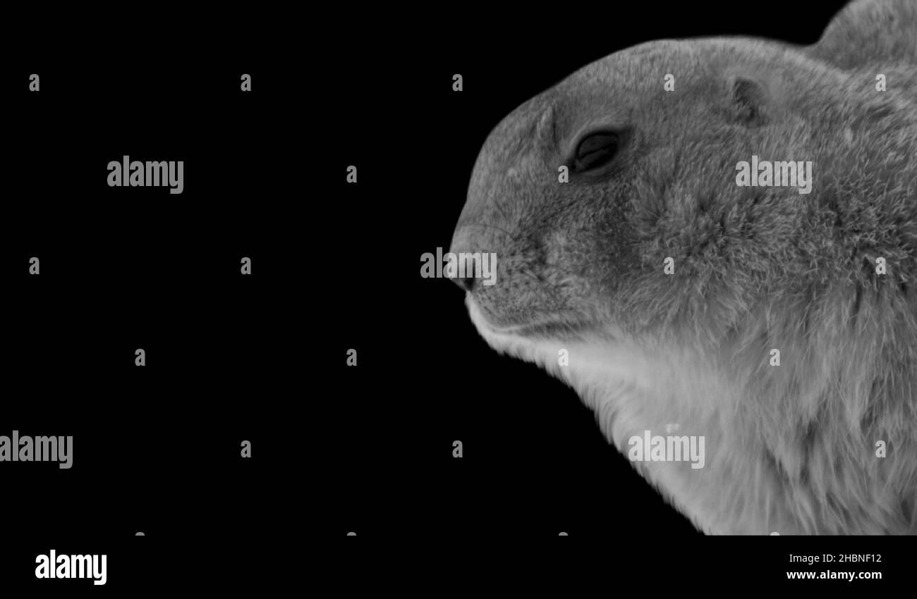 Cute Little Prairie Dog Portrait Face Stock Photo - Alamy