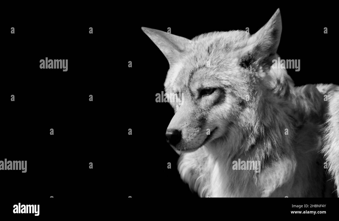 Black wolf face hi-res stock photography and images - Alamy