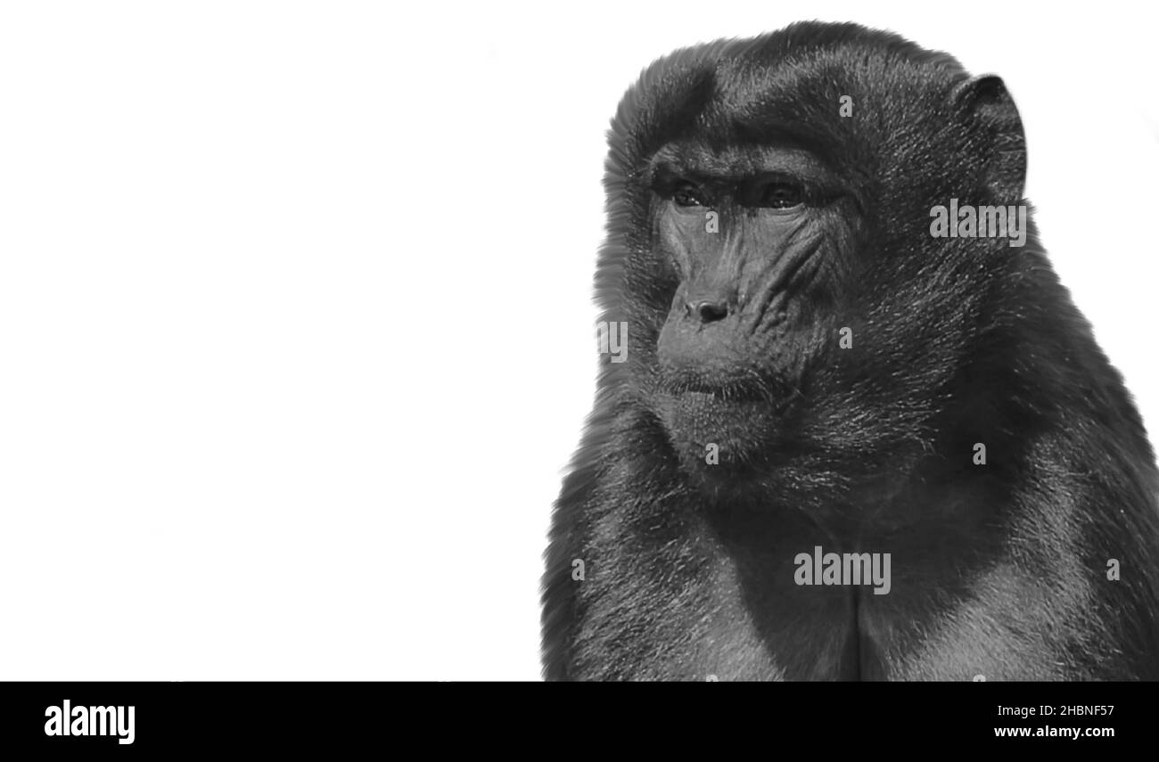 Monkey aggressive hi-res stock photography and images - Alamy