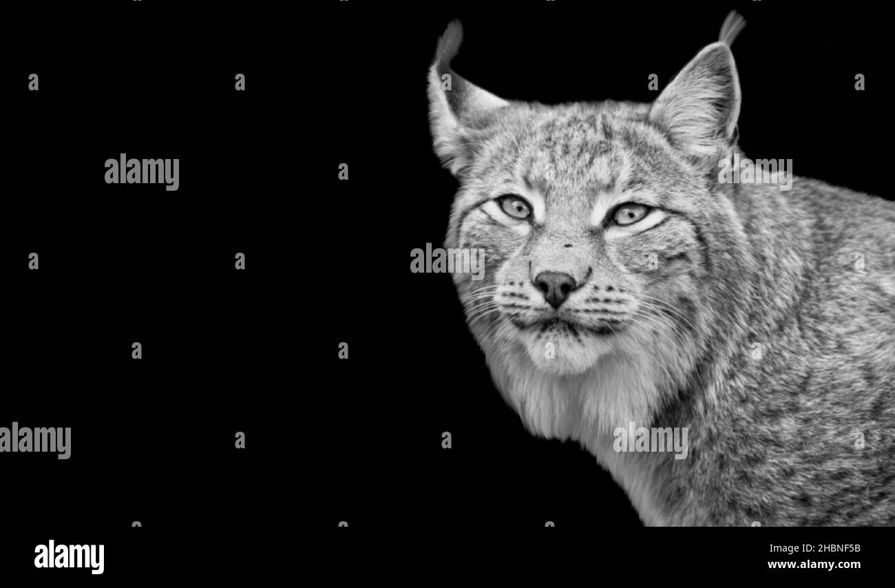 Bobcat animals Black and White Stock Photos & Images - Alamy