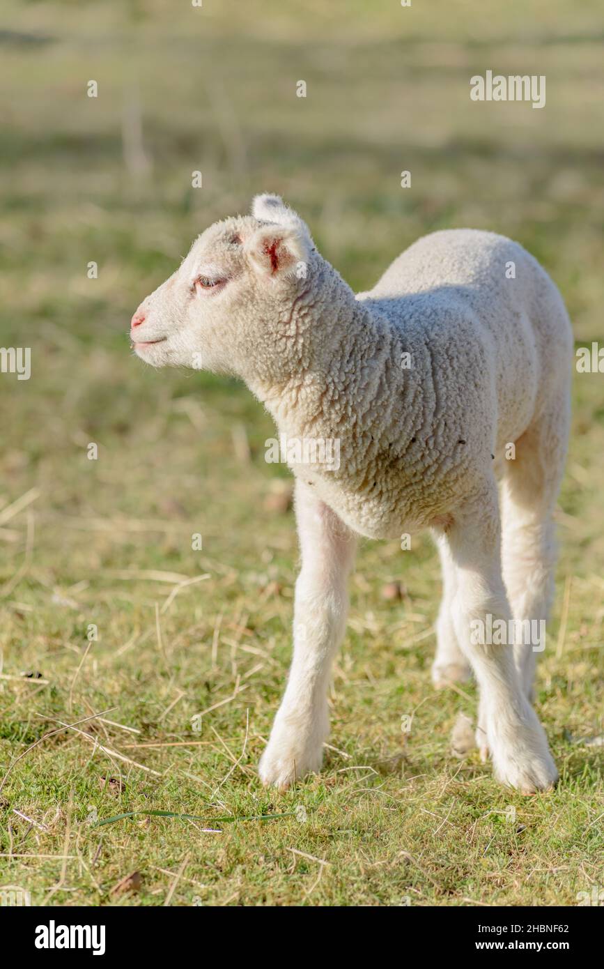 Two week old lamb in a pen in early spring. France, Europe Stock Photo ...