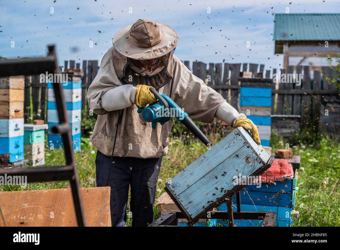 A beekeeper is using a blower, blowing air inside the hive full of ...