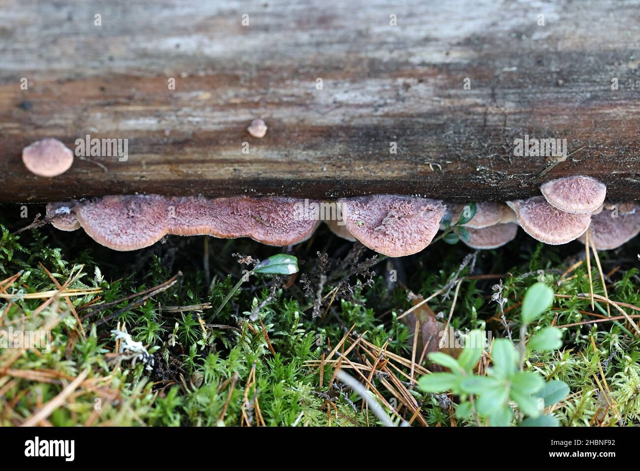 Leptoporus erubescens, a polypore fungus growing on pine deadwood in ...