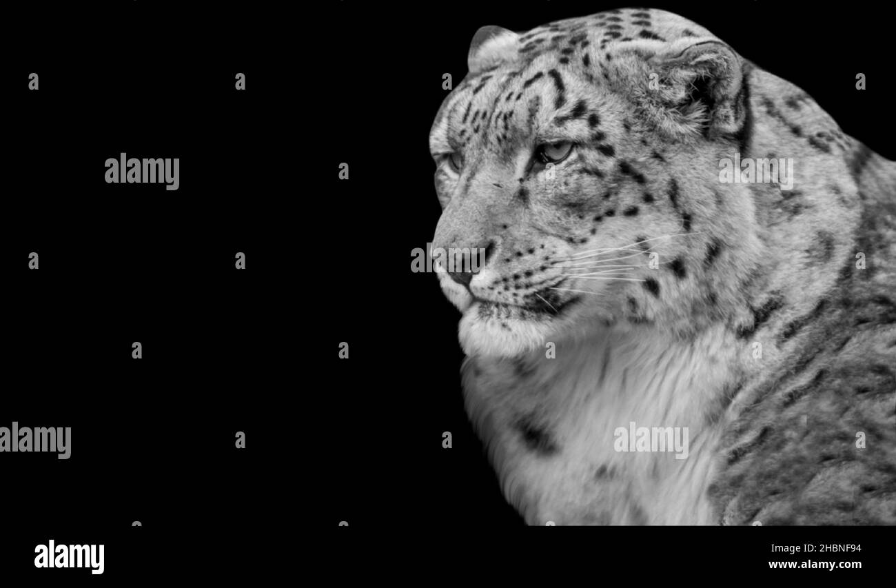 Cheetah background Black and White Stock Photos & Images - Alamy